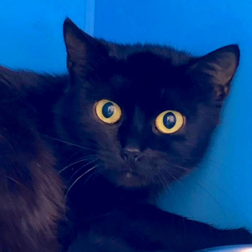 Черная кошка красавица ищет дом