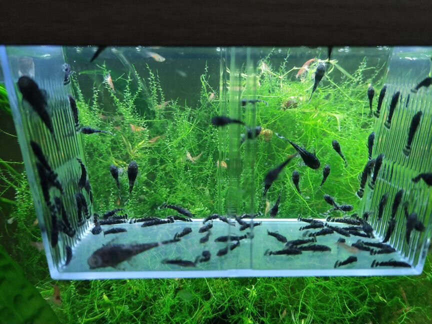 Аквариумные рыбки сомики