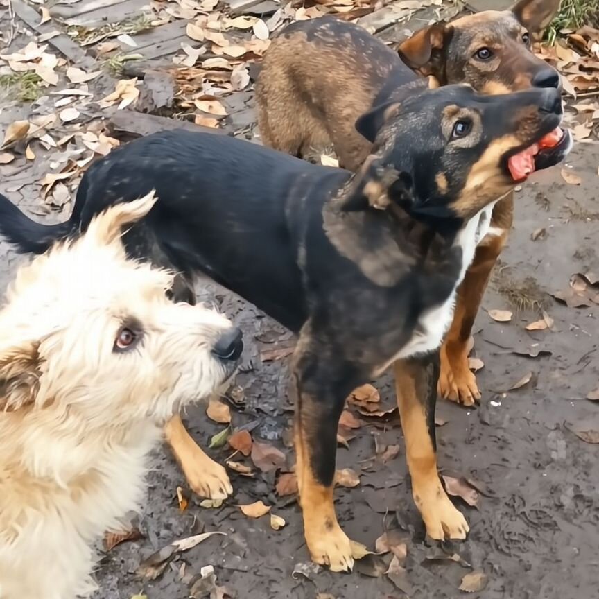 Щенок в добрые руки