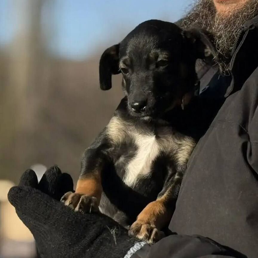 Щенок в добрые руки