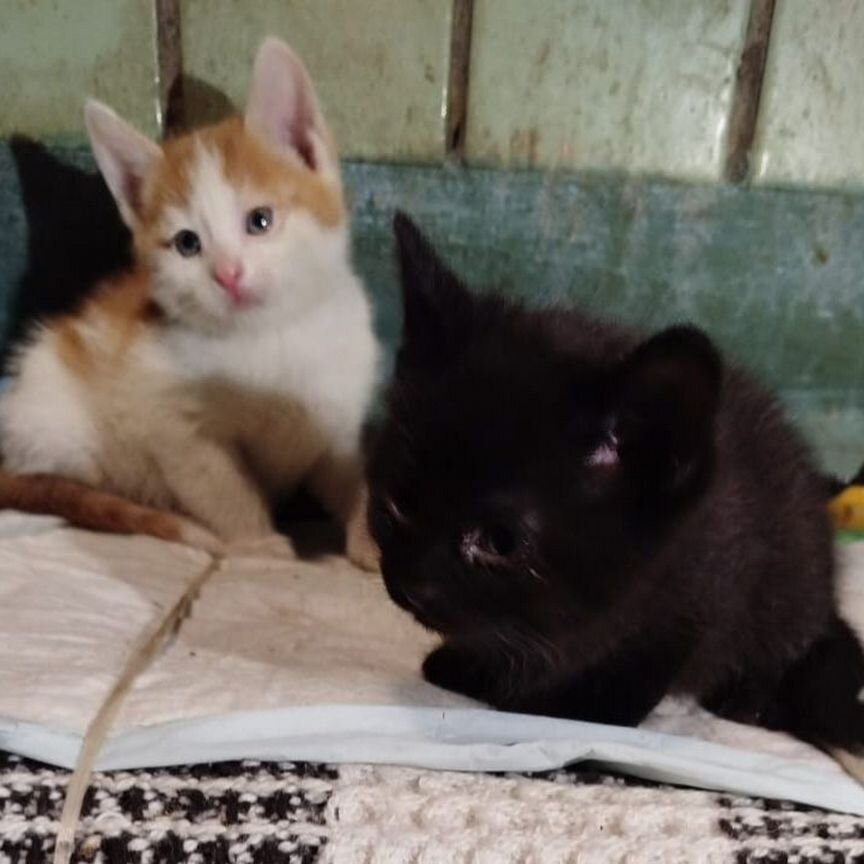 Котята 1 месяц
