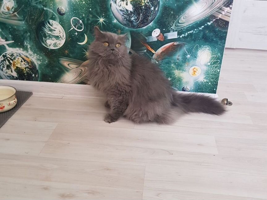 Отдам кота в добрые руки