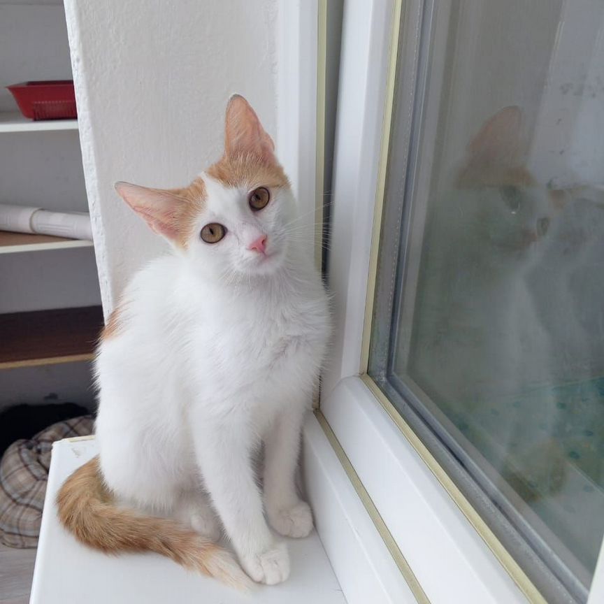 Котёнку Лучику, некуда идти