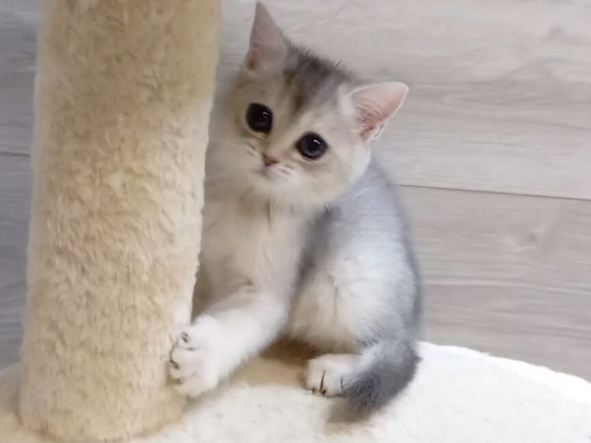 Котик - серебристая шиншилла