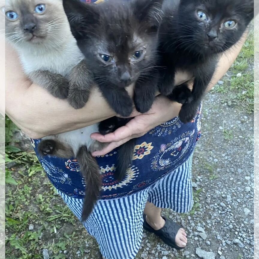 Котёнок в добрые руки