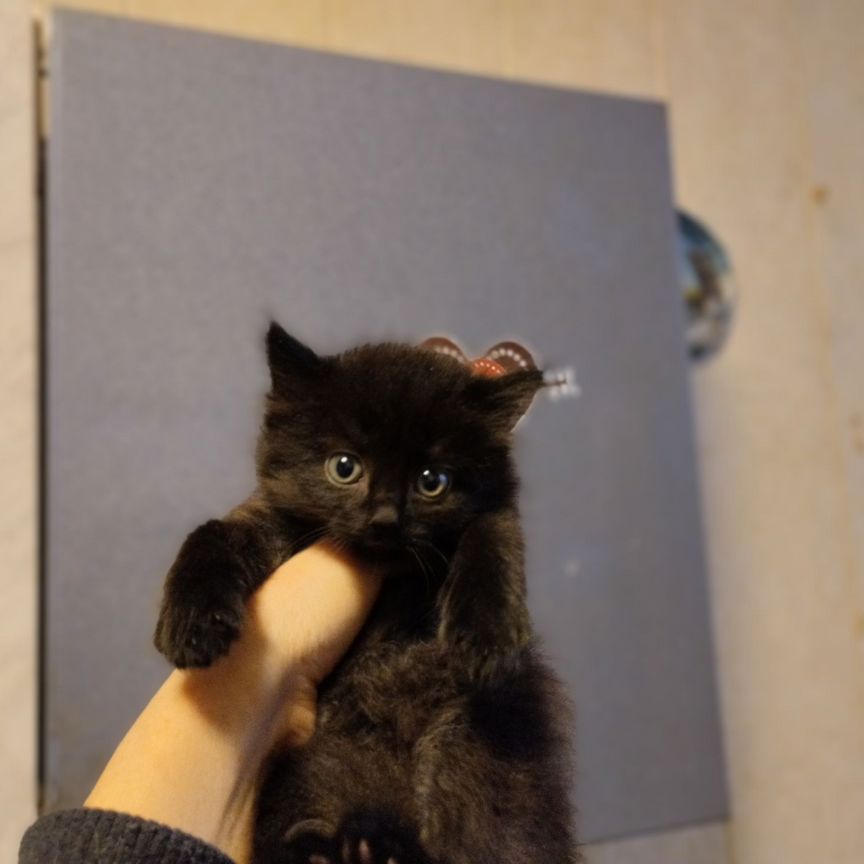 Красивые котята