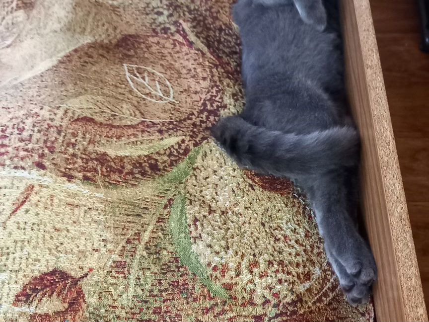 Кошечка