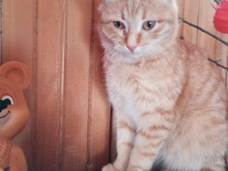 Рыжий котёнок