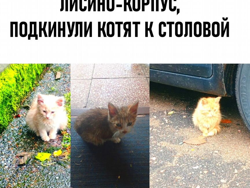 Трех крошек подкинули к столовой