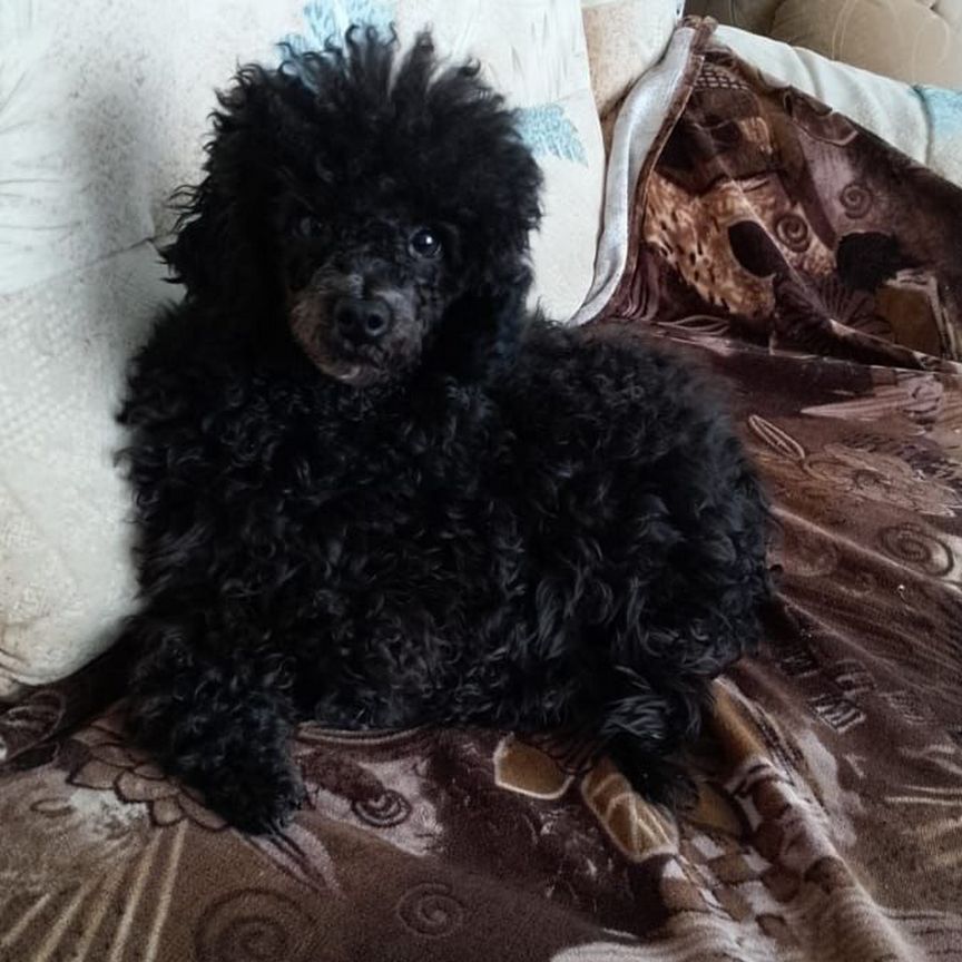 Карликовый пудель, взрослая собака