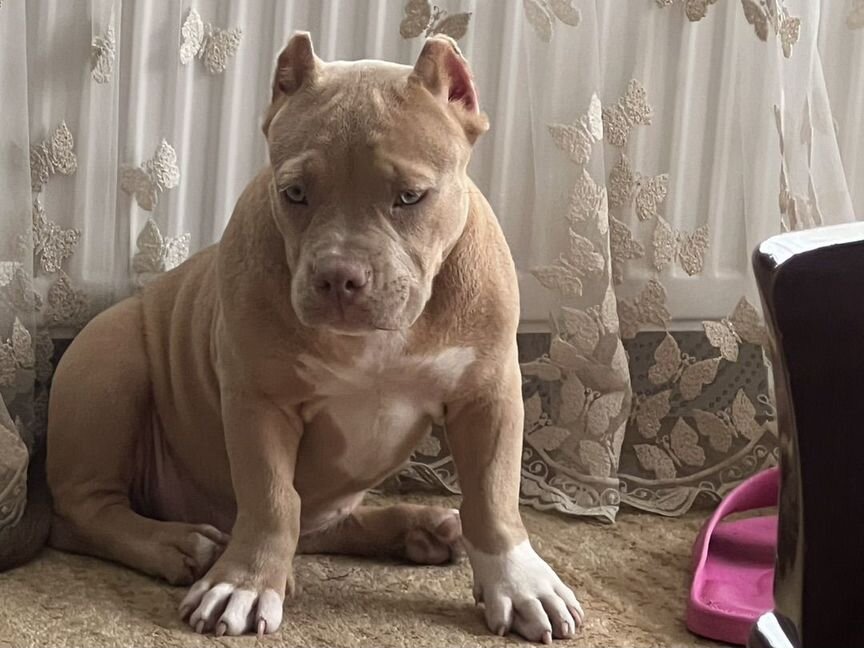 Американский булли покет