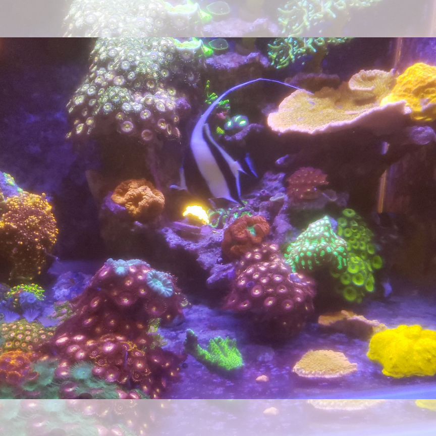 Живые кораллы для морского аквариума