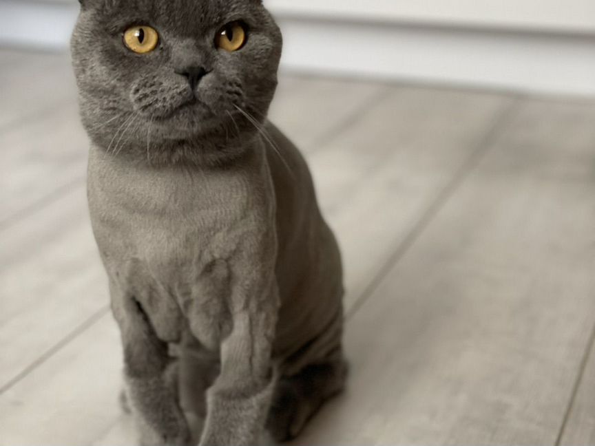 Отдам кота британец