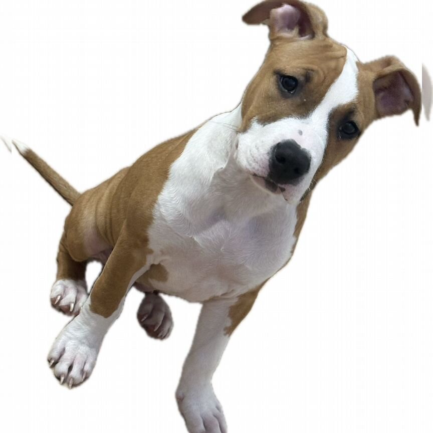 Американский стаффордширский терьер, щенок