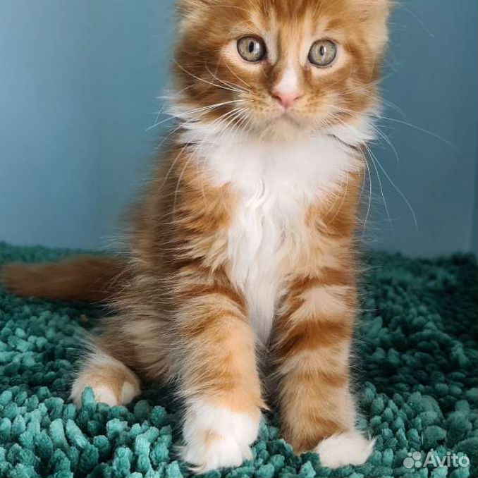 Крепыш котик