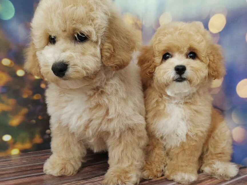 Мальтипу девочка биколор