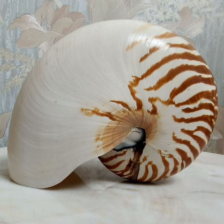 Раковина Наутилус Помпилиус