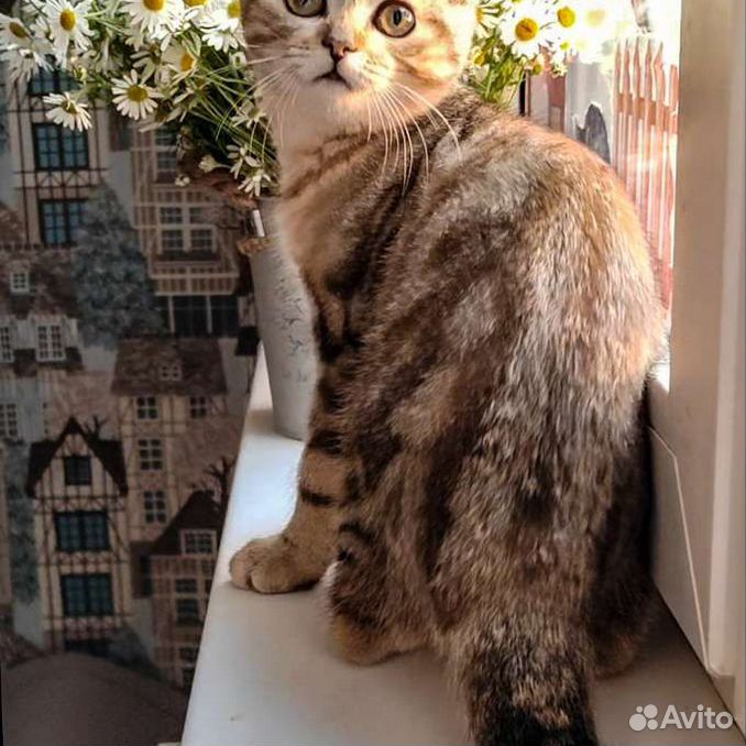 Самый ласковый шотландский котик