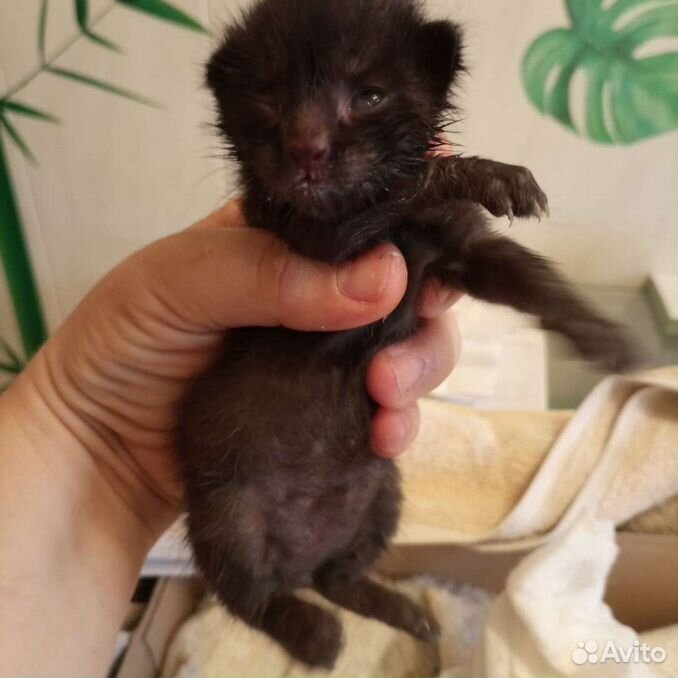 S.O.S. недельный котенок
