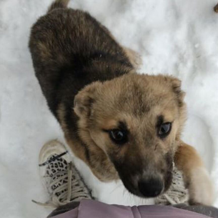 Щенок в добрые руки