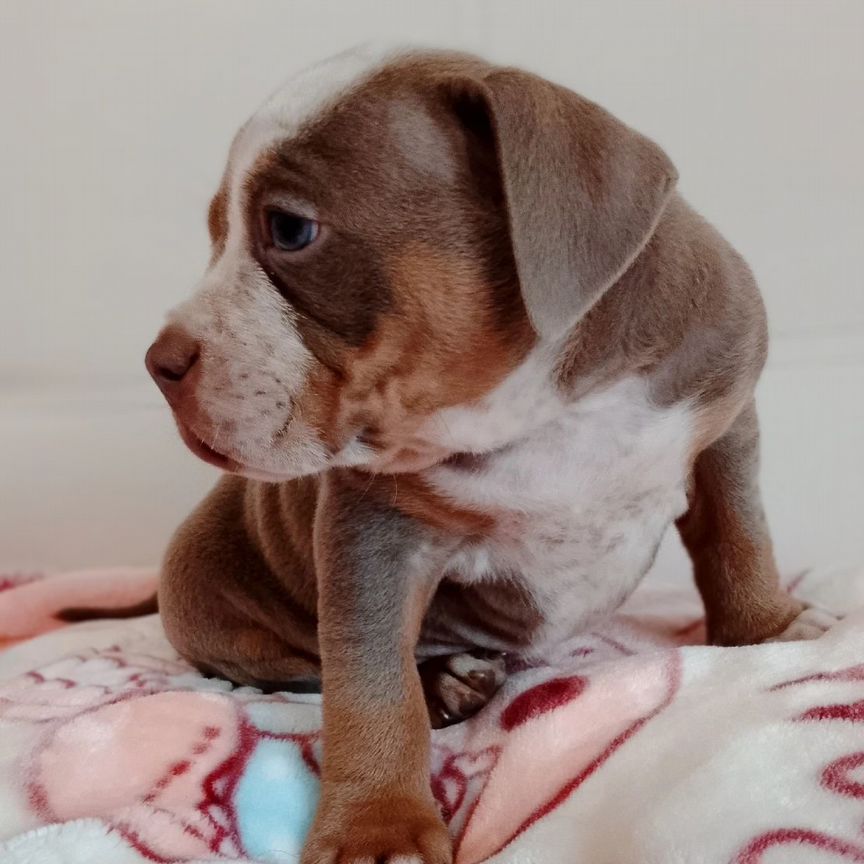 Щенки американского булли