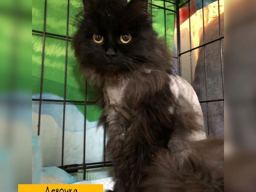 Помогите кошке, лысую отправили на мороз