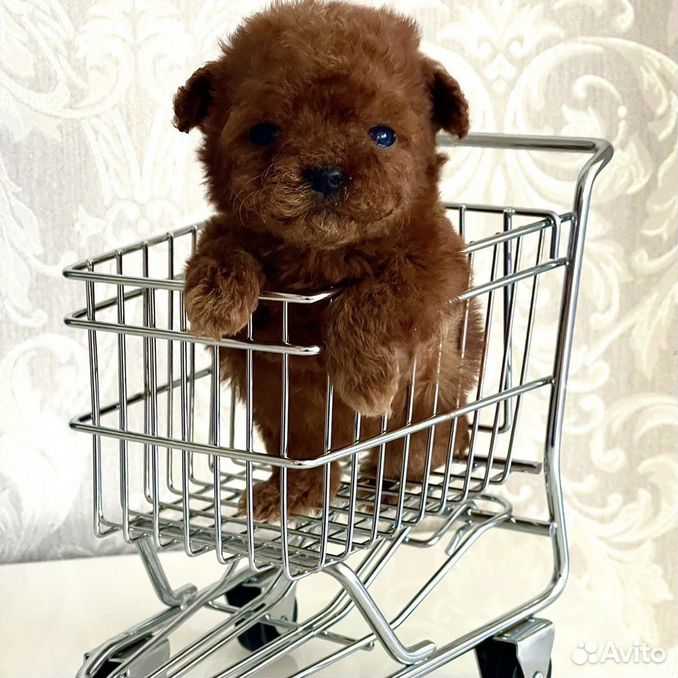 Той-пудель micro Китай