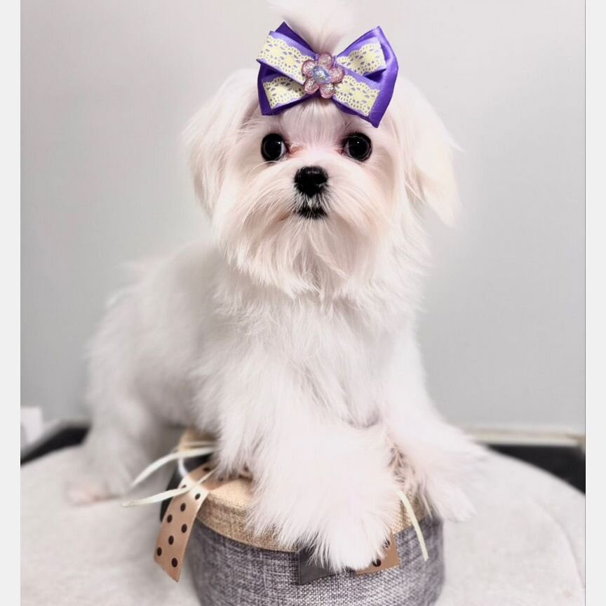 Мальтезе Корея Девочки