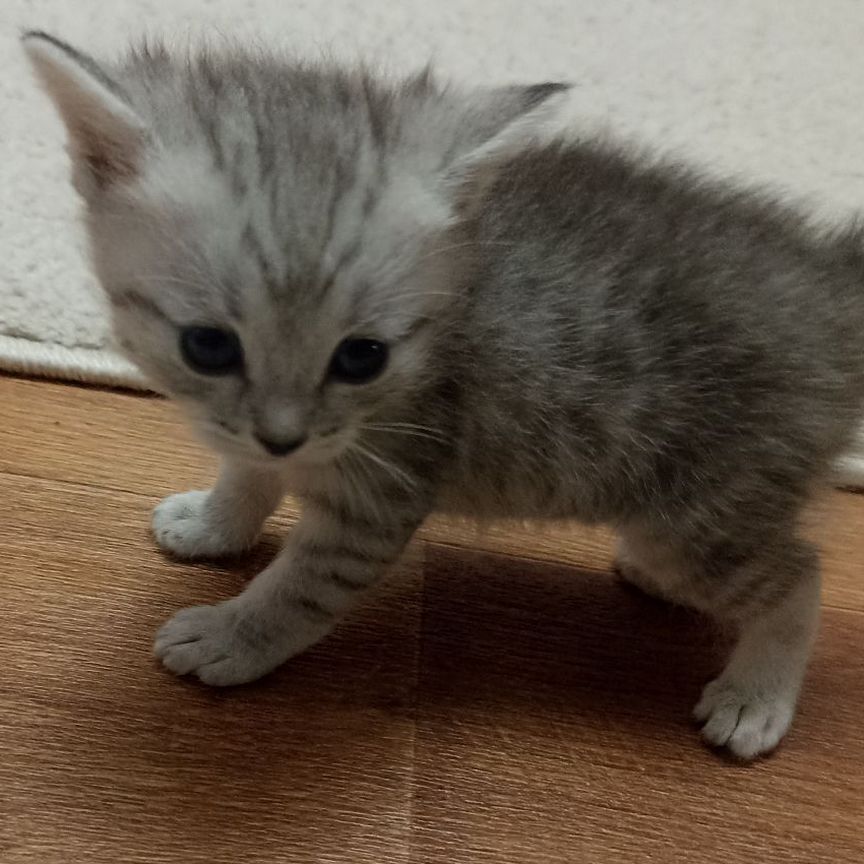 Котёнок в добрые руки