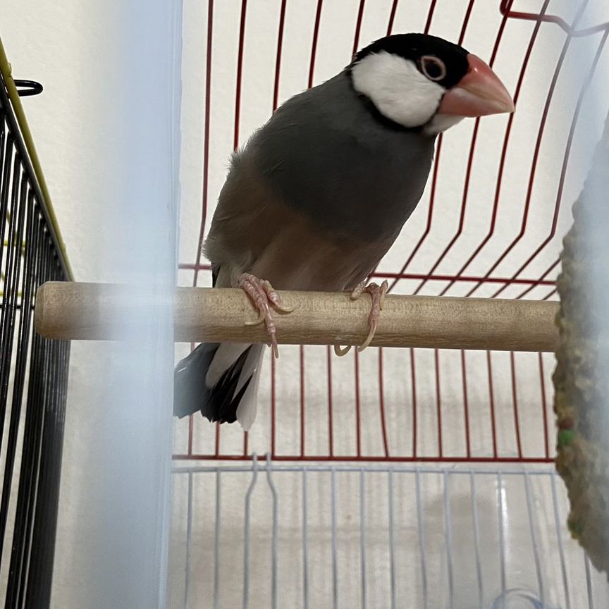 Рисовая амадина