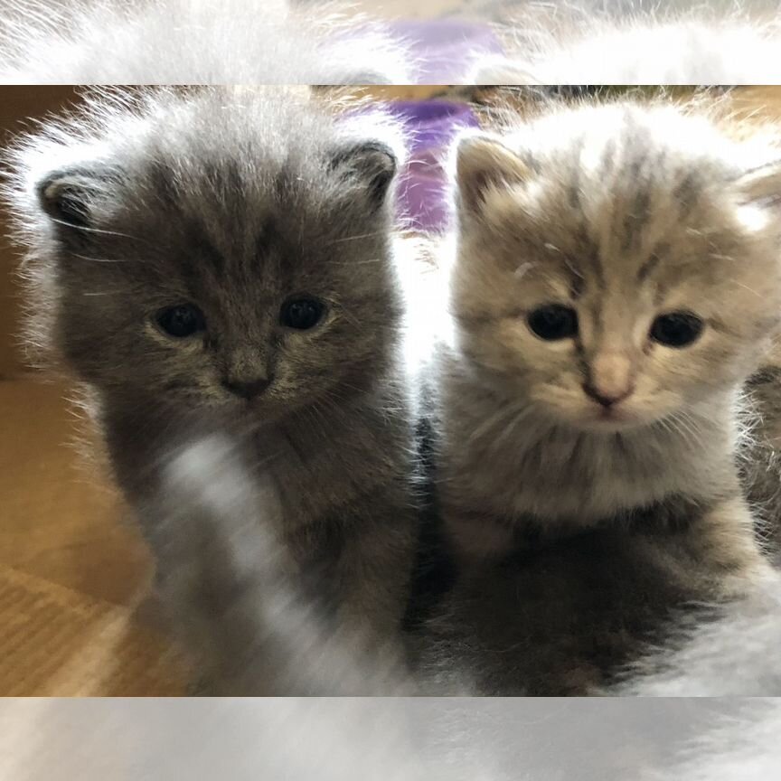 Шотландские котята