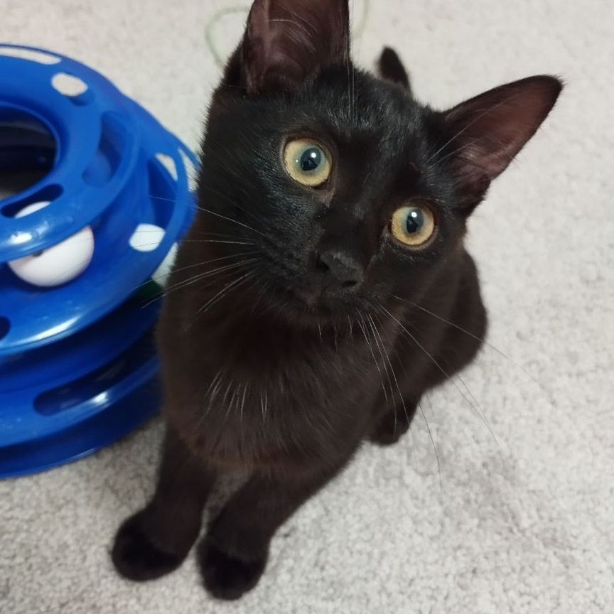 Котенок