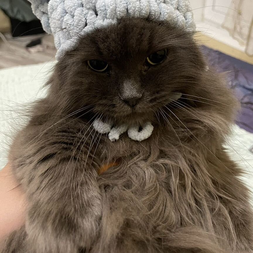 Шапка для животных