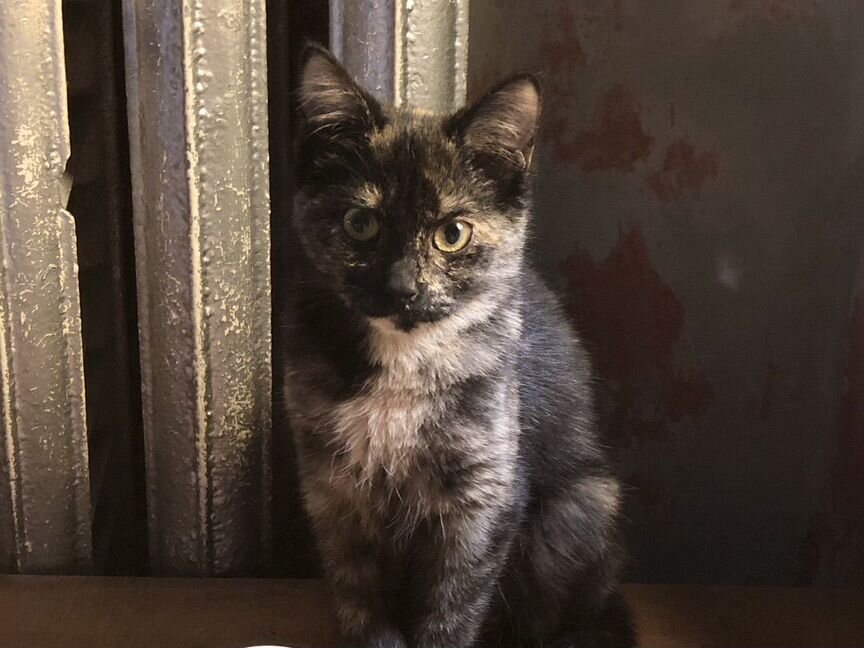 Котенок