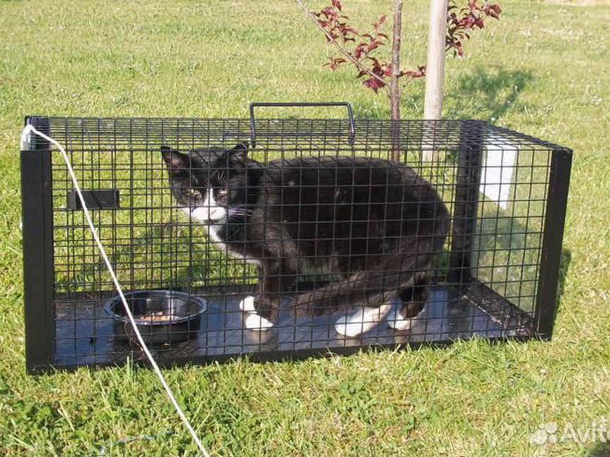 Котоловка, кошколовка