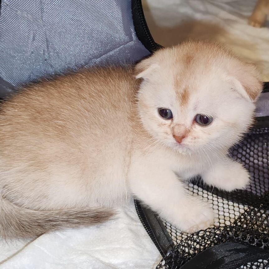 Шотландские котята