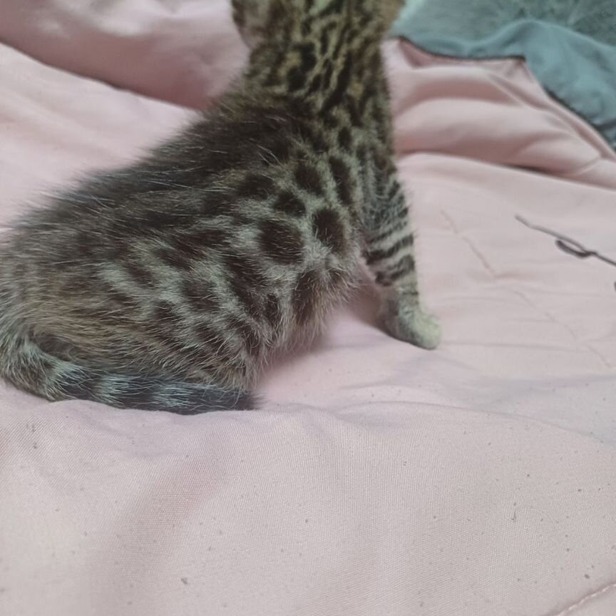 Бенгальская кошечка