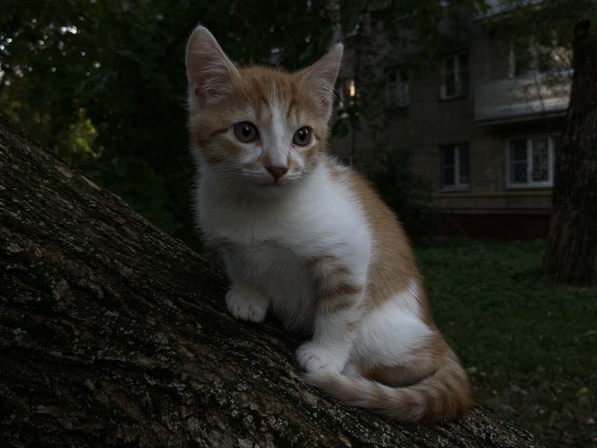 Отдам кота в лучшие руки
