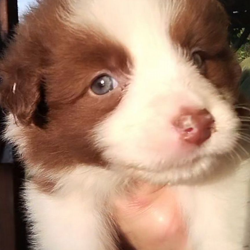 Бордер Колли с доставкой по России