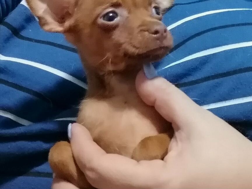 Яркий тойчик (русский той)