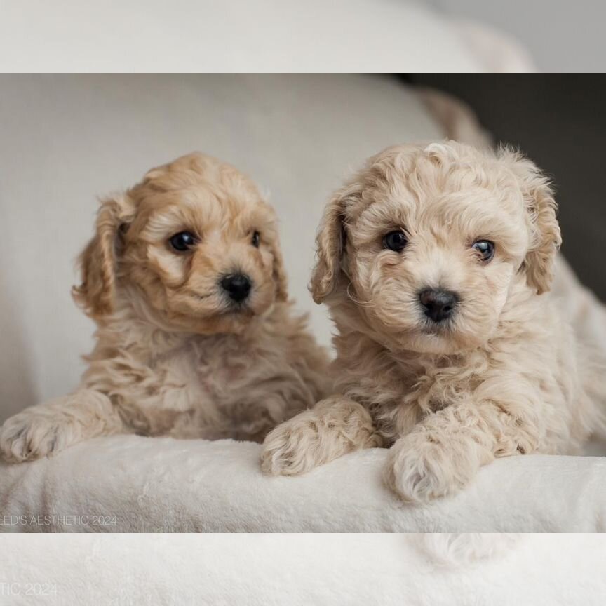 Бишпу-Пушон