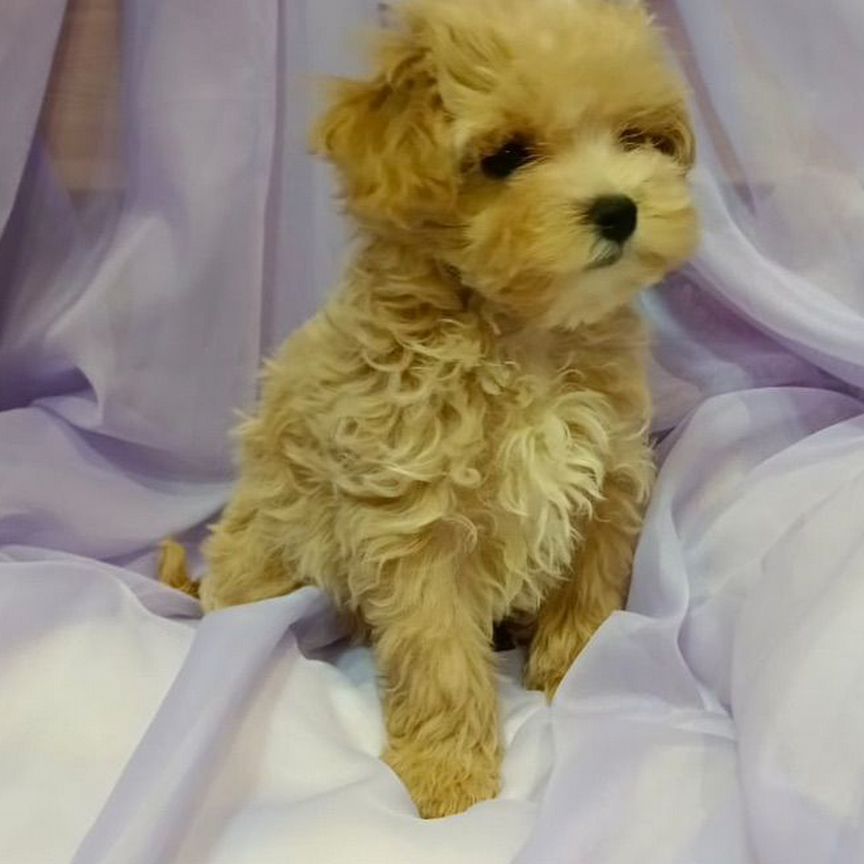 Мальтипу собачка девочка