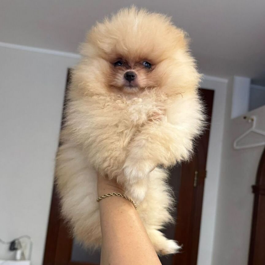 Шпиц девочка