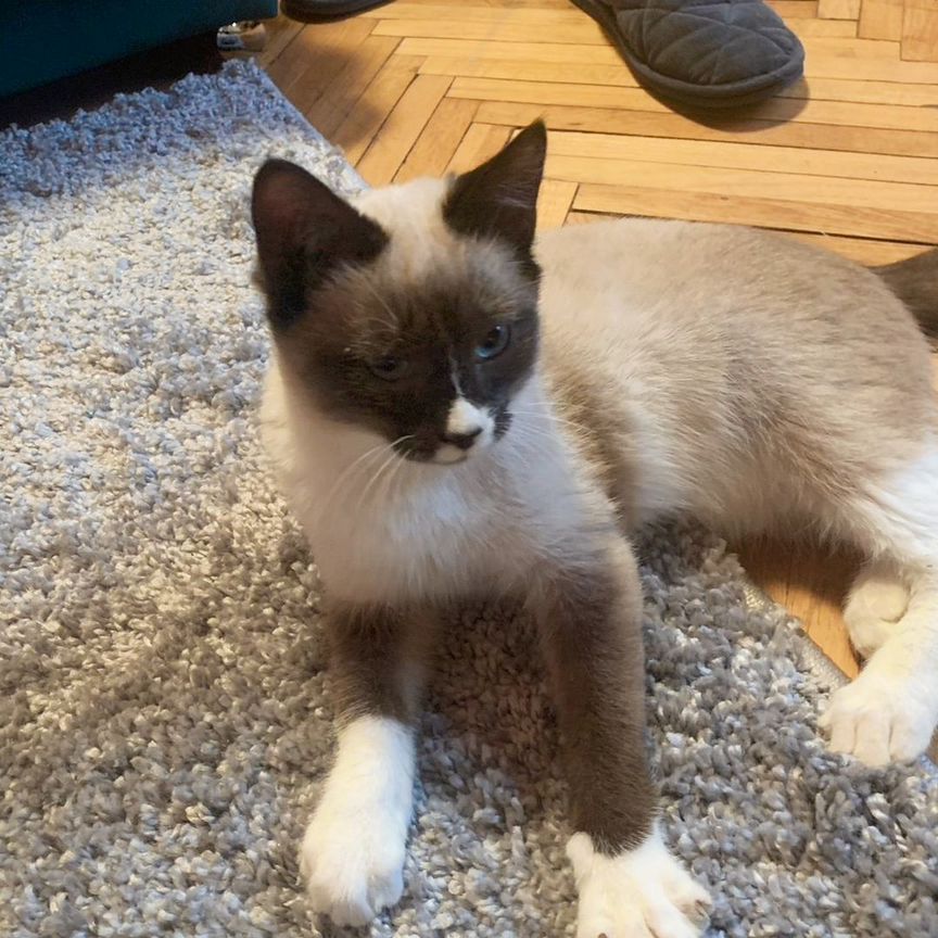 Котенок в добрые руки