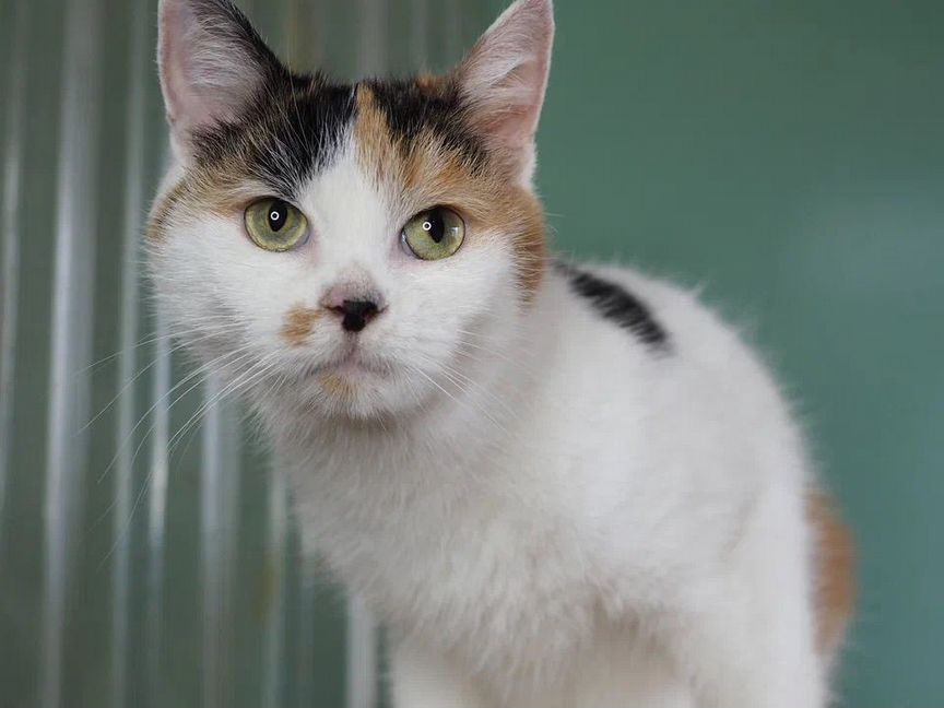 Трехцветное счастье Кнопочка-В Ваш дом