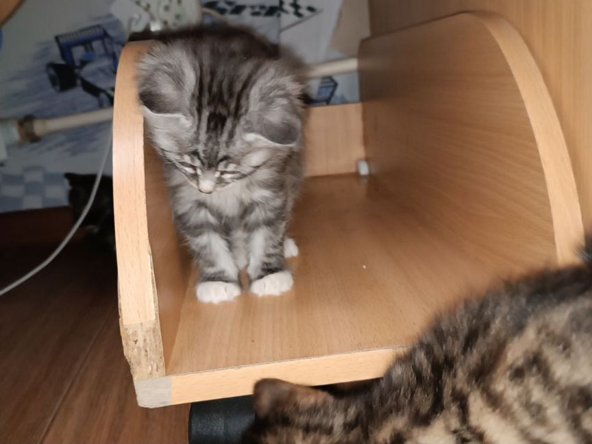 Котята курильский бобтейл