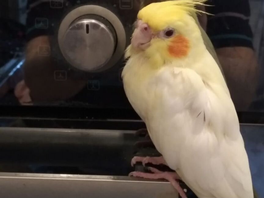 Попугай корелла бесплатно