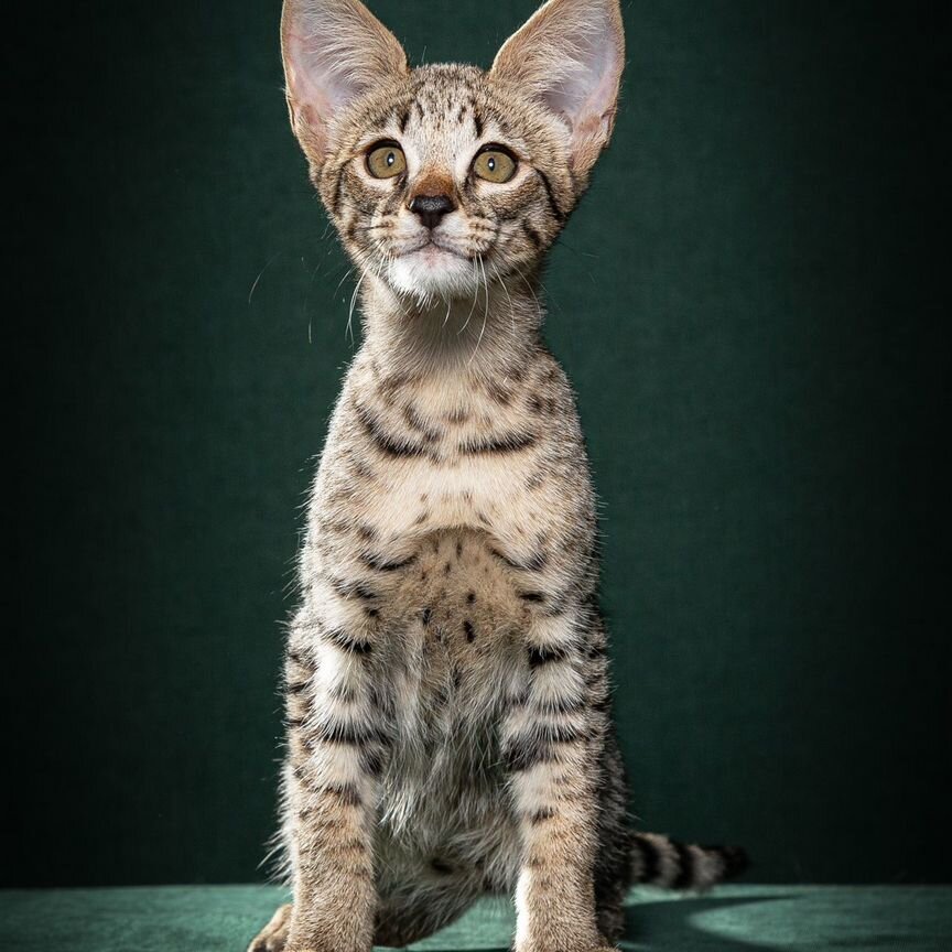 Котята Саванна Ф2