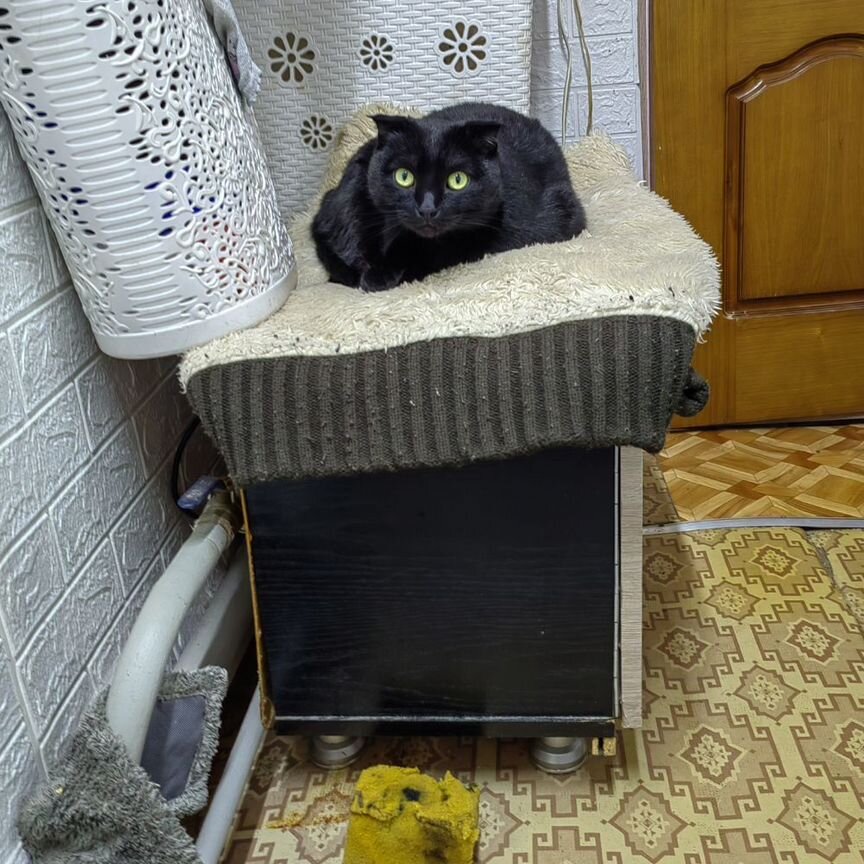 Молодой шотландец в добрые руки