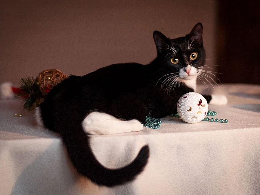 Вивьен в добрые руки